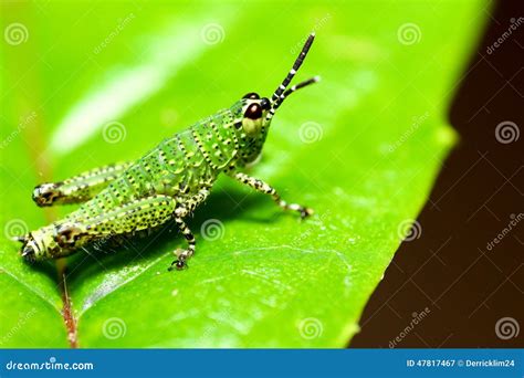 Green Grasshopper Stock Image Image Of Grass Green 47817467