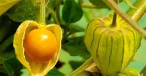 I Notevoli Benefici E Gli Usi Della Physalis Peruviana