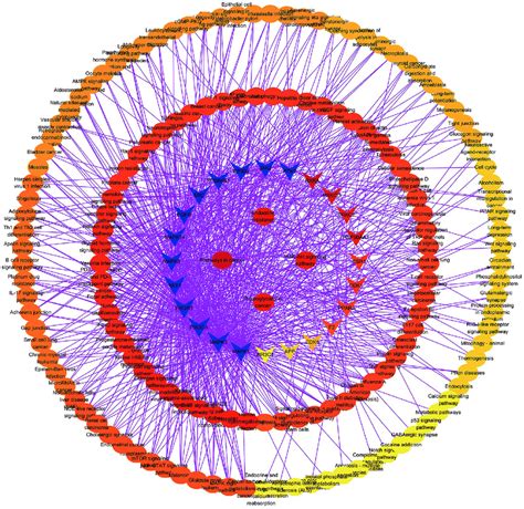 Target Signal Pathway The Circular Node Represents The Signal Pathway Download Scientific