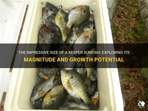 The Impressive Size Of A Keeper Sunfish Exploring Its Magnitude And