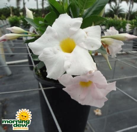 Flowering Morning Dew Tropical Plants