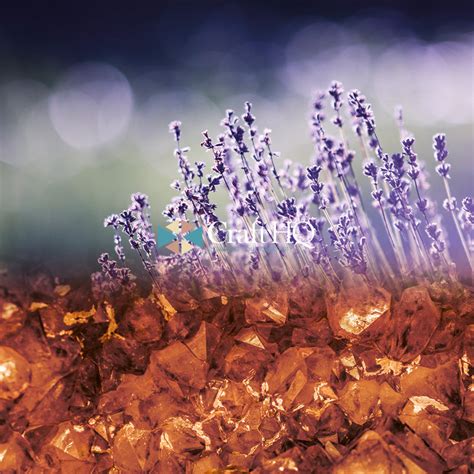 Patchouli And Lavender Fragrance Oil For Candles And Wax Melts Craft Hq