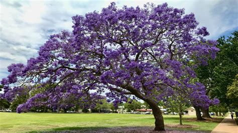 Jacaranda Lifespan How Long Do Jacaranda Trees Live Embracegardening