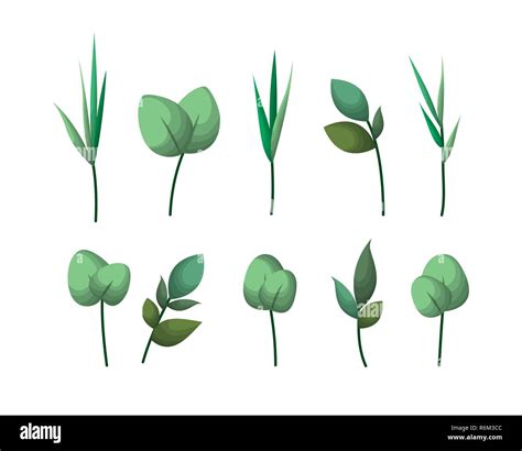 Set Of Laurel Leafs Stock Vector Image And Art Alamy