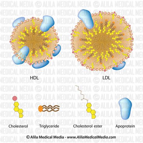 Ldl And Hdl Difference Structurally