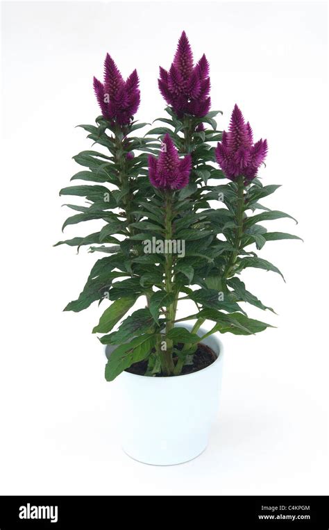 Plumed Cockscomb Celosia Argentea Purple Flowering Potted Plant