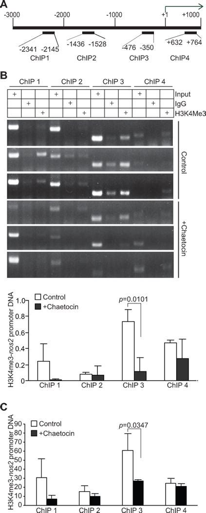 Setd1b Activates Inos Expression In Myeloid Derived Suppressor Cells Pmc