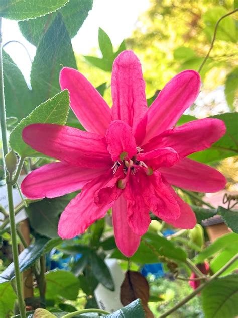 Pink Passion Nature Flower