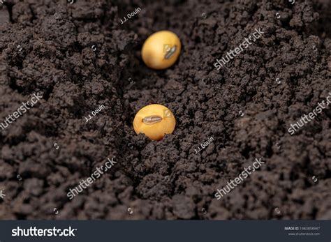 Soybean Seed Germination