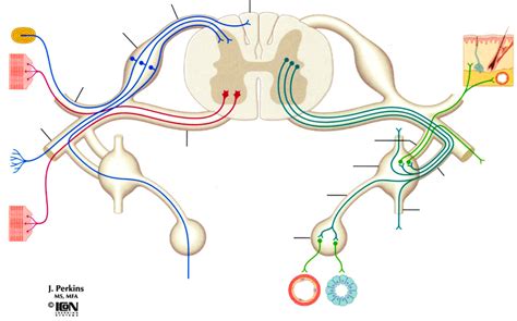 Composition Complète Dun Nerf Spinal Et Ses Branches Diagram Quizlet