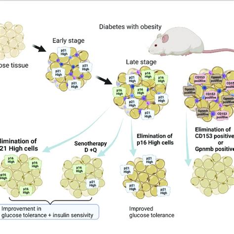 Senolytic Approach To Pancreatic B Cell Senescence P16 High Cells Download Scientific