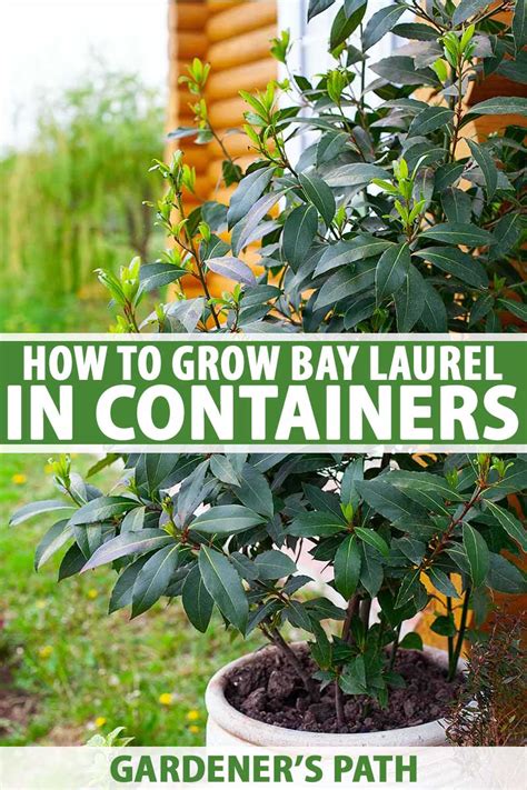 How To Grow Bay Laurel In Containers Gardeners Path Bay Leaf Plant