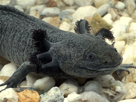 50 Curiosidades Del Ajolote Un Animal Amado En México