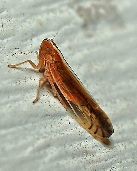 Stenocranus Acutus Stenocranus Bugguide Net