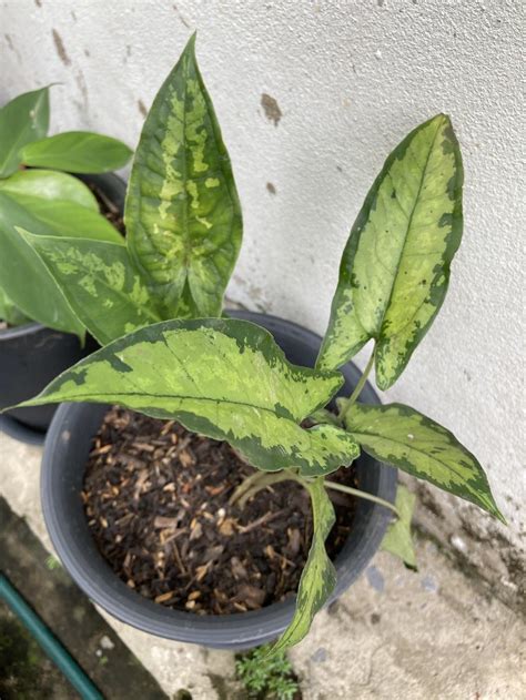 Hapaline Appendiculata