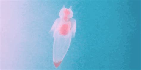 Sea Angel S Find And Share On Giphy
