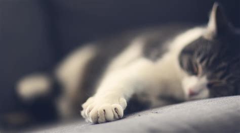 8 Consejos Para Dormir Bien