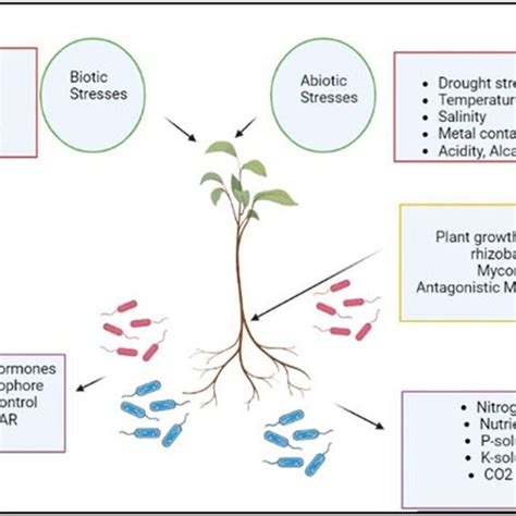 Positive Effects Of The Use Of Microorganisms On Crops Download