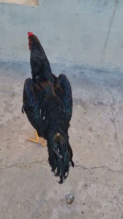 12 декабря 2024 г Youtube