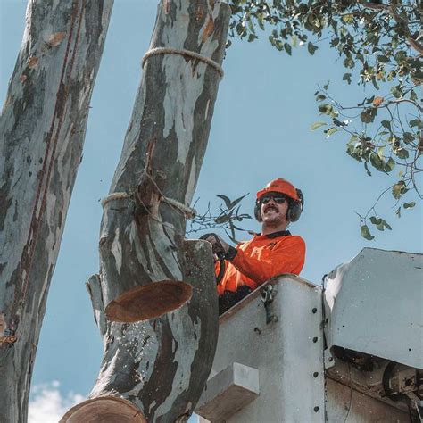 Eastern Suburbs Tree Pruning