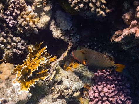 Premium Photo Orange Lined Triggerfish Near Corals In The Red Sea
