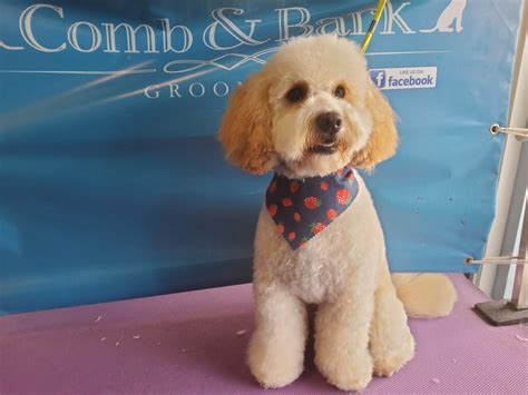 Beautiful Holly 🌿🍂🌲 Cockapoo Comb And Bark Grooming Facebook