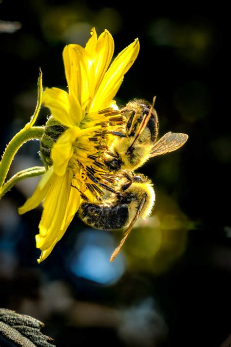Fuzzy Friends Photographic Society Of Northwest Arkansas