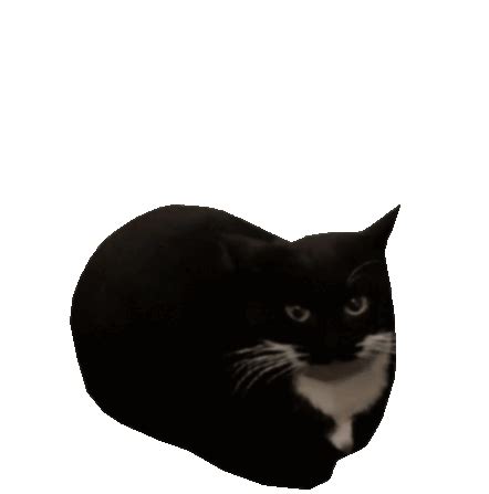 Maxwellthecat Maxwellthecatrising Sticker Maxwellthecat