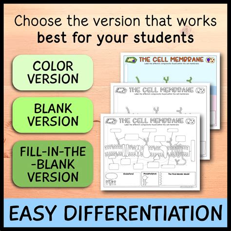 Cell Membrane Diagram Worksheet