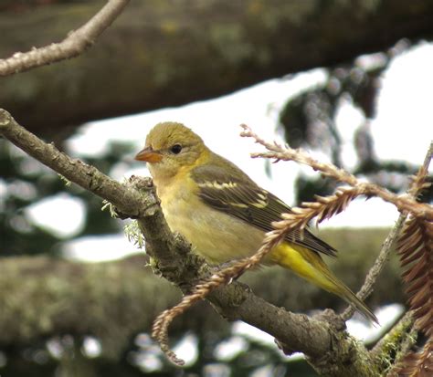Western Tanager Audubon Field Guide