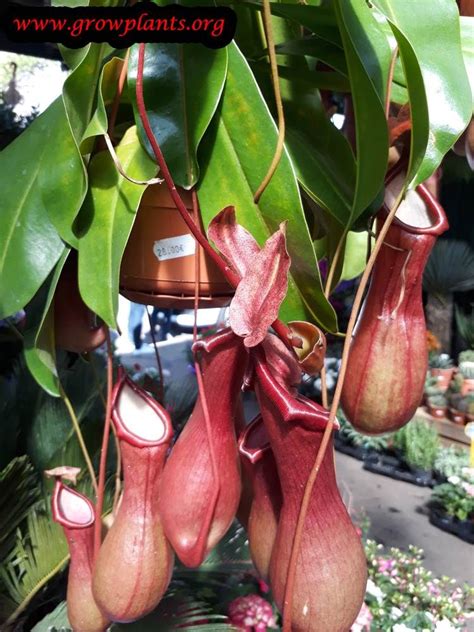 Nepenthes How To Grow And Care Part Shade Plants Shade Plants