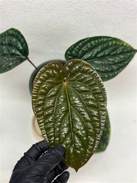 Large Anthurium Radicans Super Plants