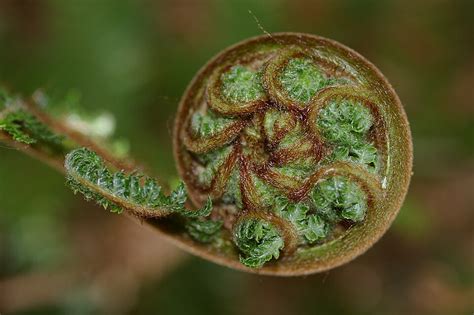 Maori Art Koru