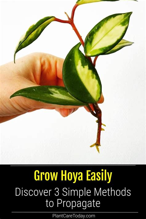 Best 13 How To Propagate A Pothos Plant Artofit