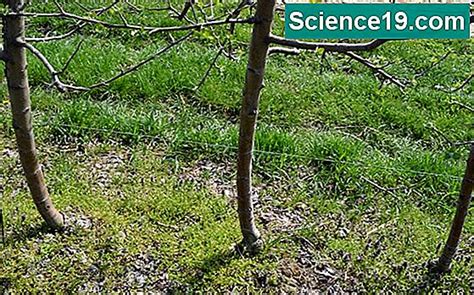 Kako Prepoznati Različite Vrste Alveolarnih Stanica 💫 Znanstveno