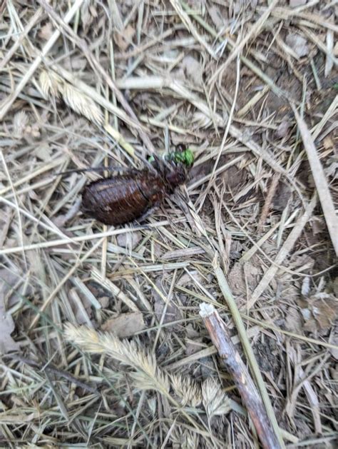Green Bug Coming Out Of Beetleroach Rbugidentification