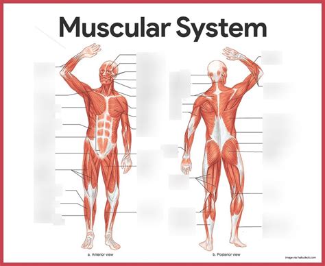 Muscular System Diagram Quizlet