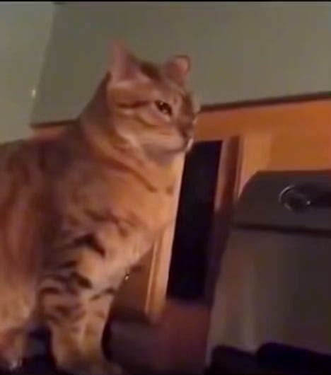 Cat Gets Caught Lacking Rcatsareassholes