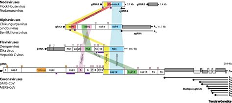 Positive Strand Rna Virus Genome Replication Organelles Structure