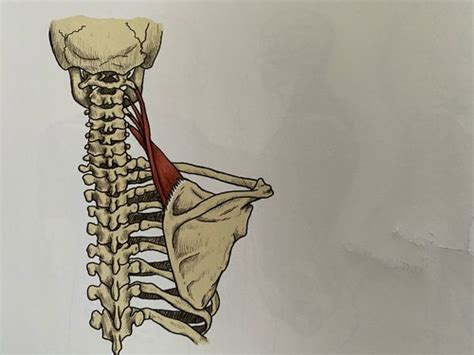 M Levator Scapulae Flashcards Quizlet
