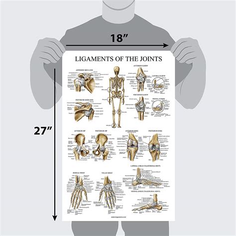 Skeletal System And Ligaments Of The Joints Anatomical Poster Set Anatomy Posters