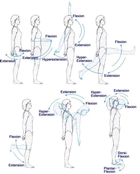 Body Movements Anatomy