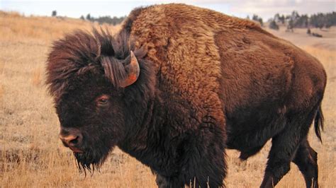 Are There Bison In The Great Plains At Derek Herrman Blog