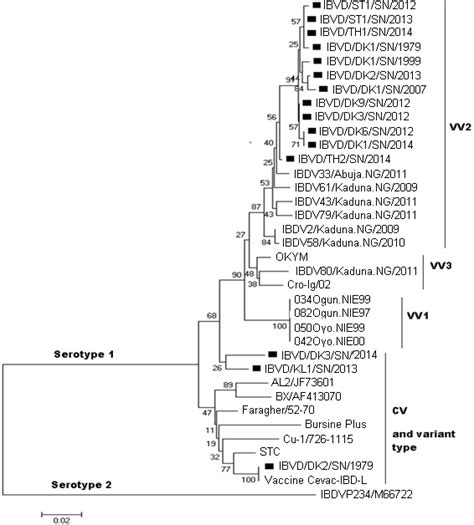 Phylogenetic Tree Calculated By The Neighbor Joining Nj Method Based