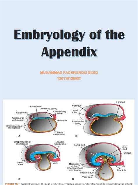 Embryology Of The Appendix Pdf