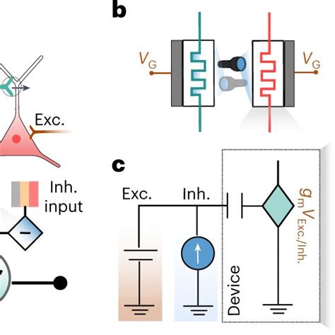 Competitive Neuron Concept A Schematic Of Biological Neuron Model That