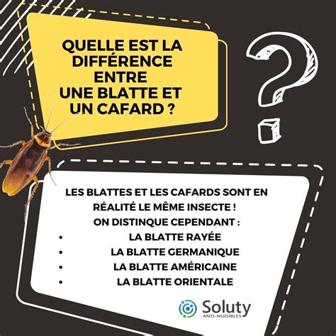 Comment Reconnaître Un Cafard Ou Une Blatte Soluty