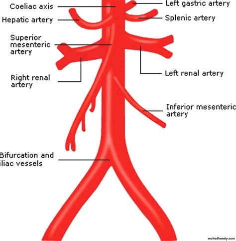 Aorta And Its Branches Anatomy