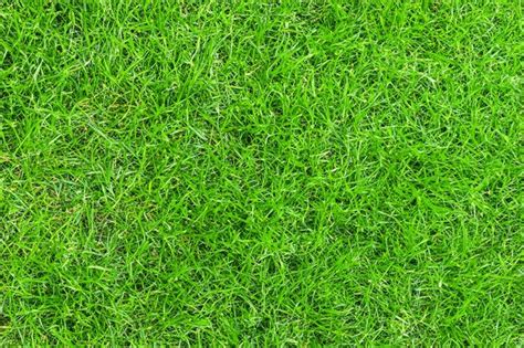 Light Grass Texture Images Free Download On Freepik