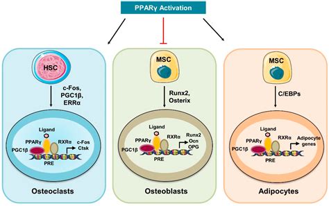Osteometabolism Metabolic Alterations In Bone Pathologies